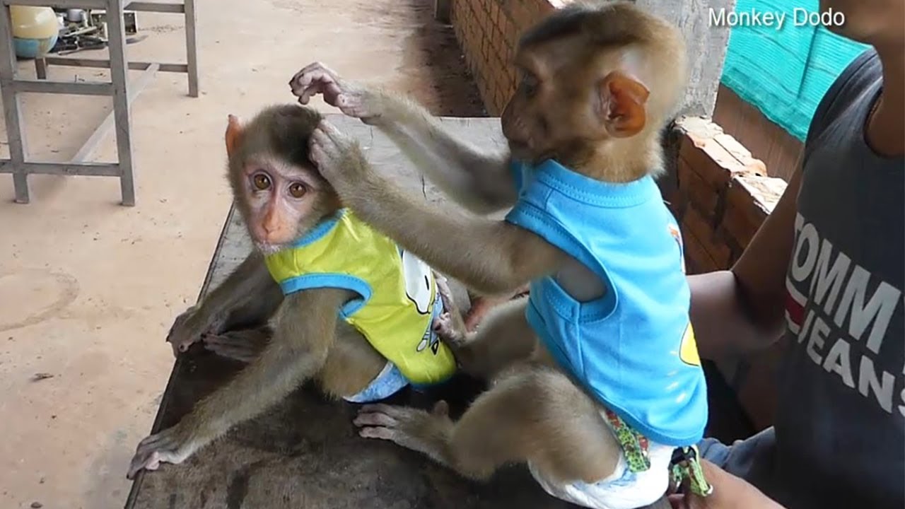 Baby Monkey Dodo | Good Job Dodo Grooming Mori When He Know Mori Got ...
