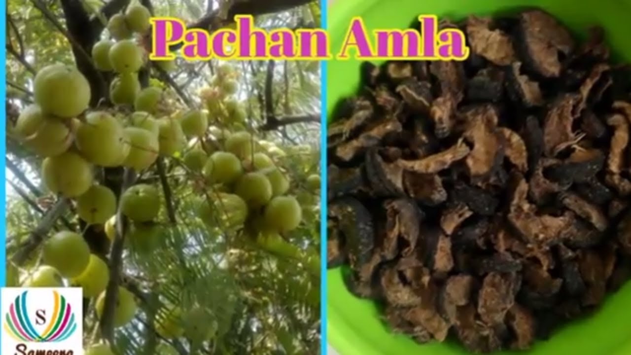 Pachan Amla|| Usirikaya vokapodi - YouTube