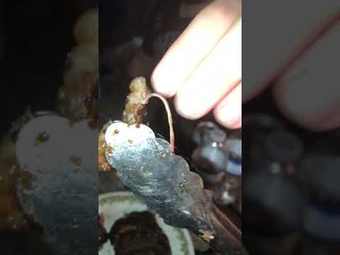 Worm in steak - YouTube