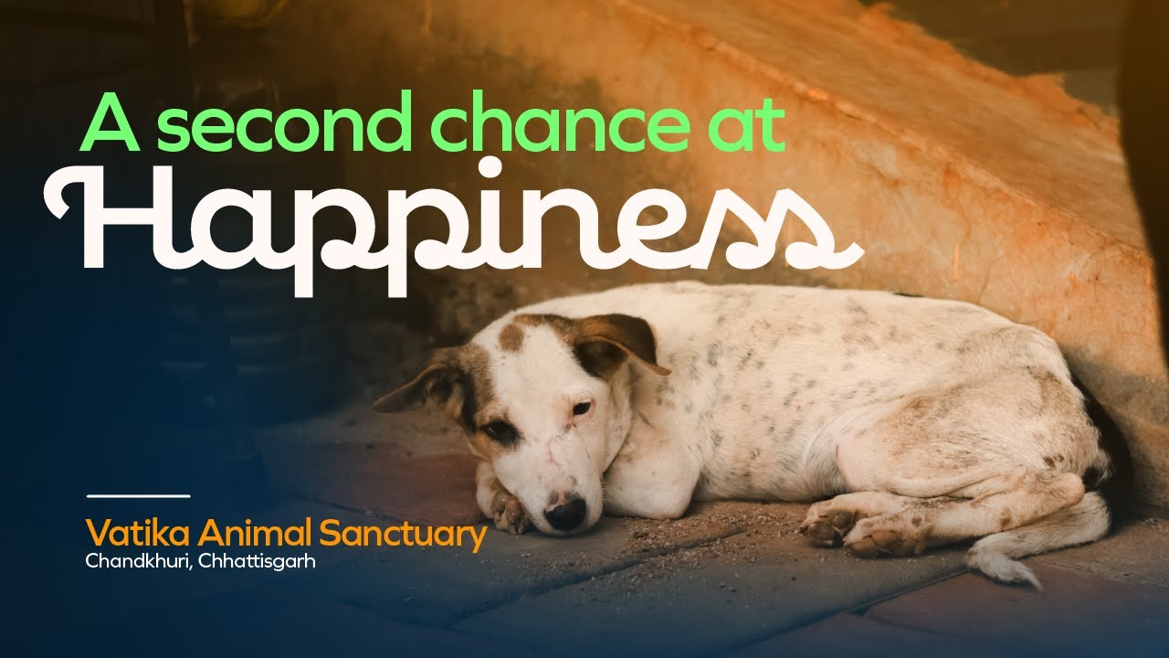 My Content Cafe x Vatika Animal Sanctuary : a Documentary - YouTube