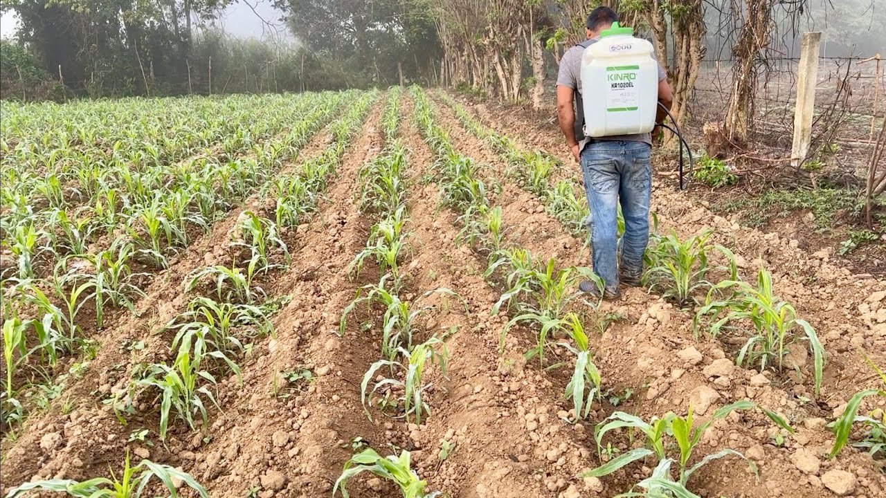 Así se come la siembra de maíz el gusano cogollero plaga del campo ...