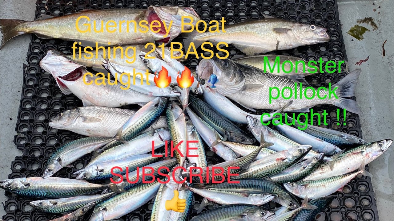 Guernsey Boat Fishing 21BASS CAUGHT 6lb pollack and mackerel insane ...