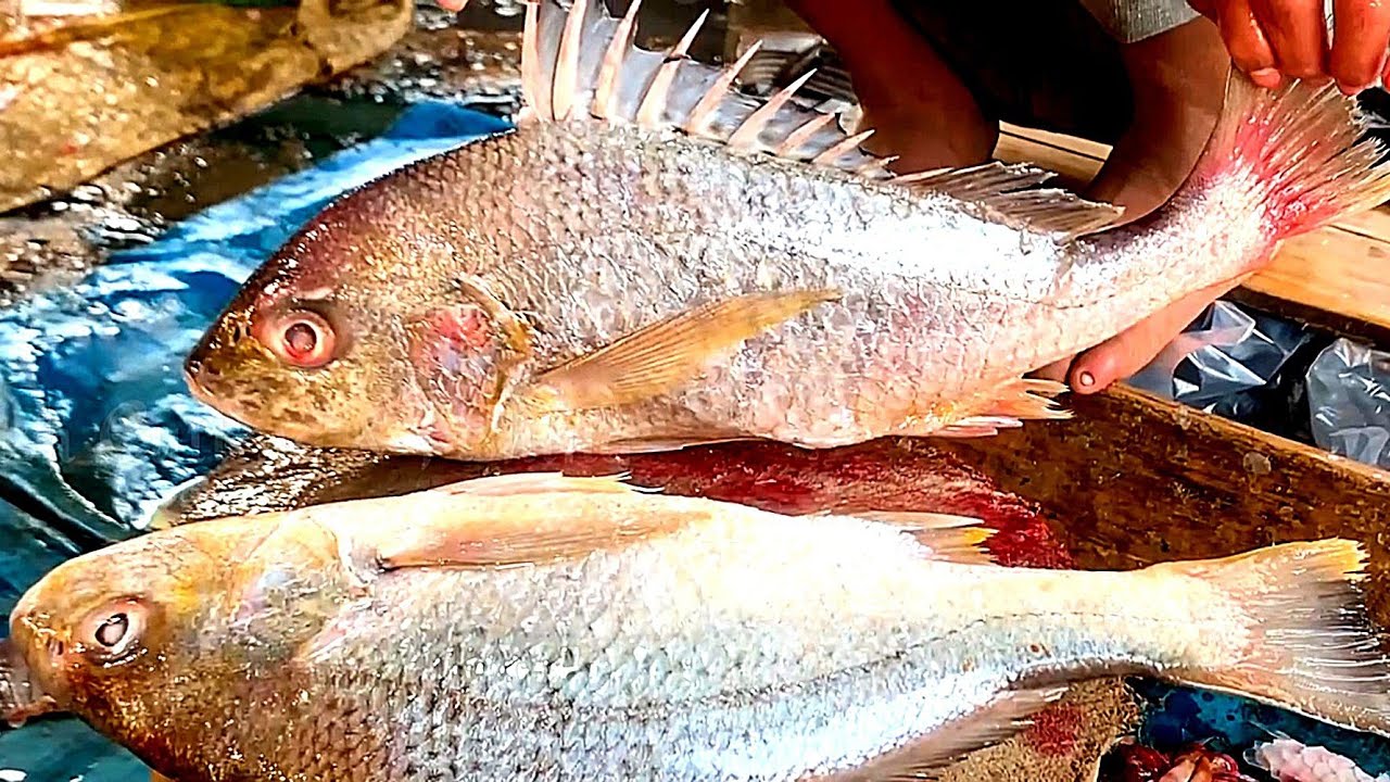 Expensive Big Golden Snapper Fish Cutting | Golden Snapper Fish ...