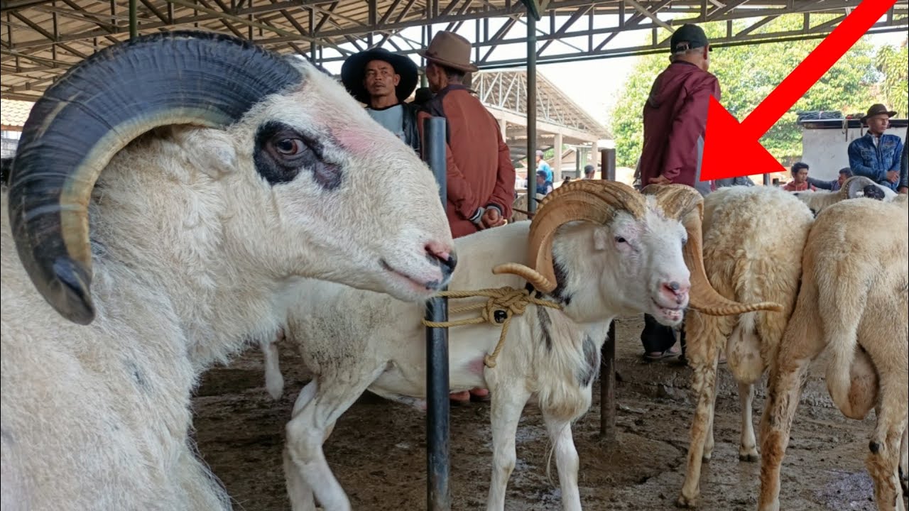Salfok Sama Tanduk Mewahnya, Harganya Murah ?? Cocok Buat Hewan Qurban ...