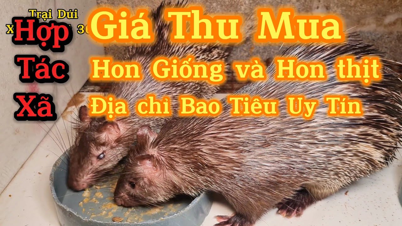 Giá Thu Mua Con Don (Con Hon) Giống và Don Thịt- Loại Vật Nuôi Hoang Đã ...