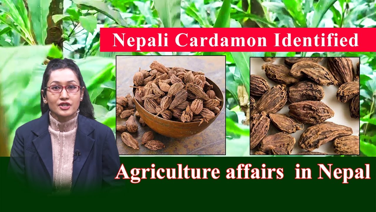 Nepali Cardamom Identified || Agriculture Affairs in Nepal - YouTube