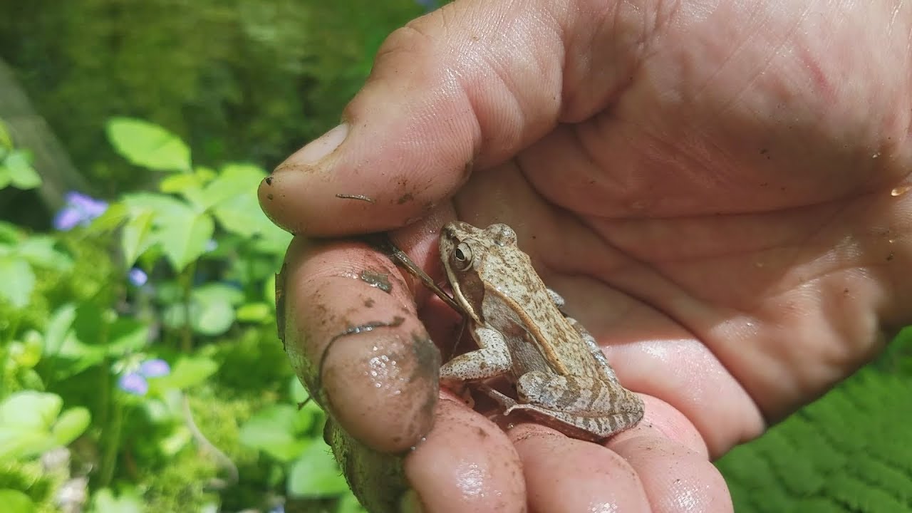 Cute Little Wood Frog - YouTube