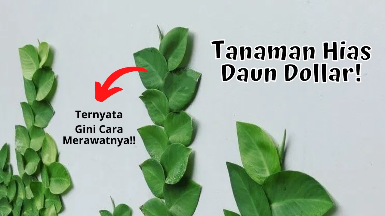 Cara Menanam Pohon Dolar Merambat, Tanaman Hias Pohon Dolar Yang Lagi ...