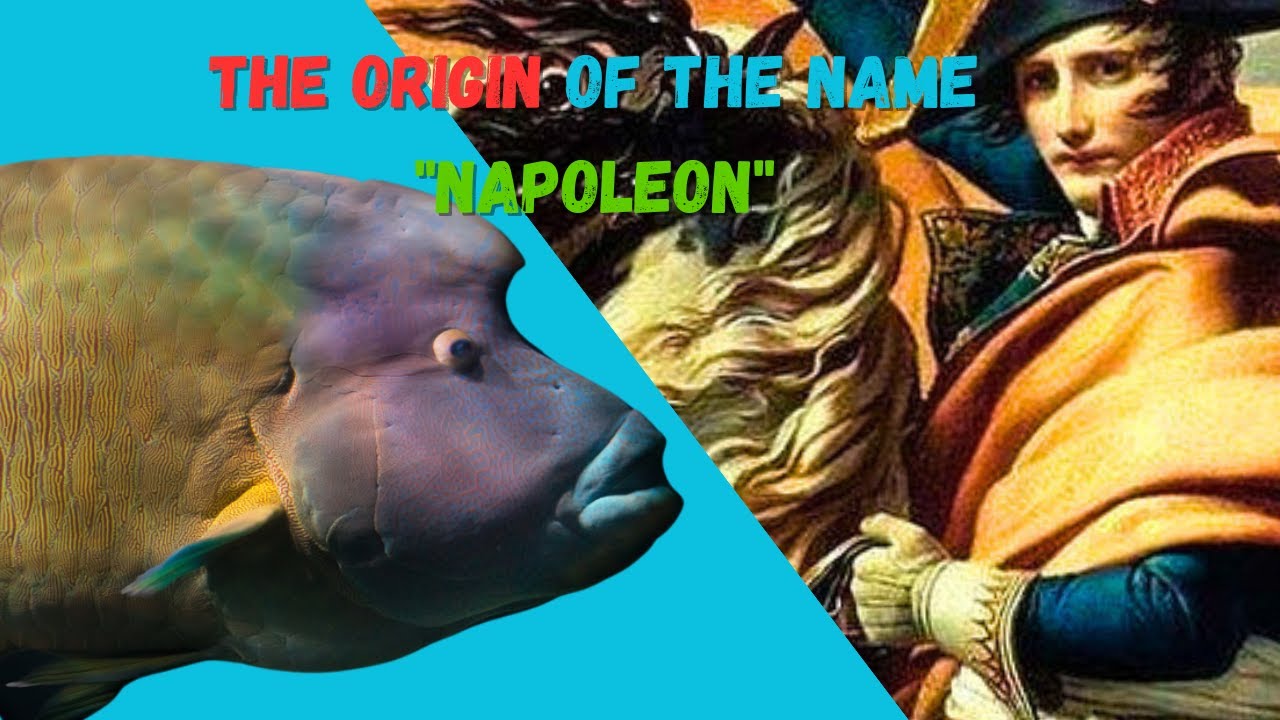 🌟 Unraveling Ocean's Biggest Mystery! 🌊🔍 You Won't Believe Your Eyes!🤯🐠 ...