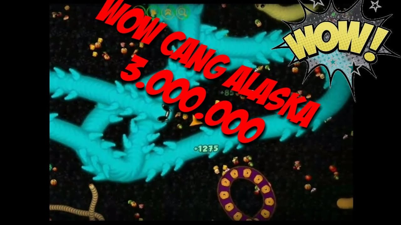 Cacing alaska terbesar Cacing alaska - YouTube