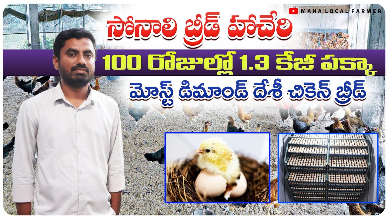 Sonali Breed Chicken farming| నాటుకోళ్ల పెంపకం లాభమా లేక నష్టమా|# ...