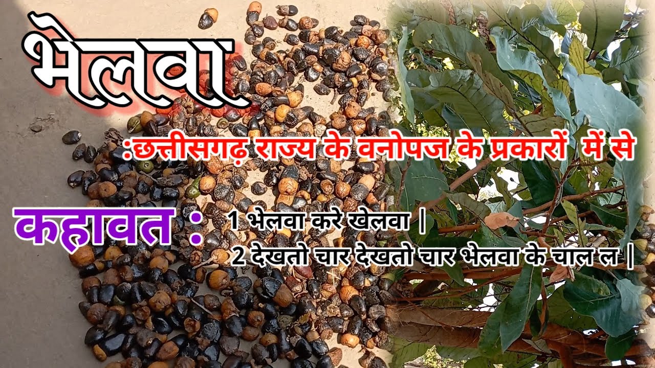 भेलवा : छत्तीसगढ़ राज्य के वनोपज के प्रकारों में से एक || BHELWA :The ...