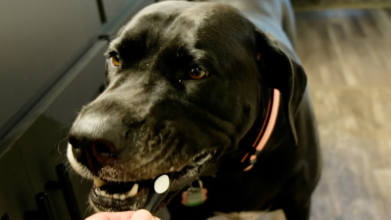 Toofer Tuesday #17 - YouTube