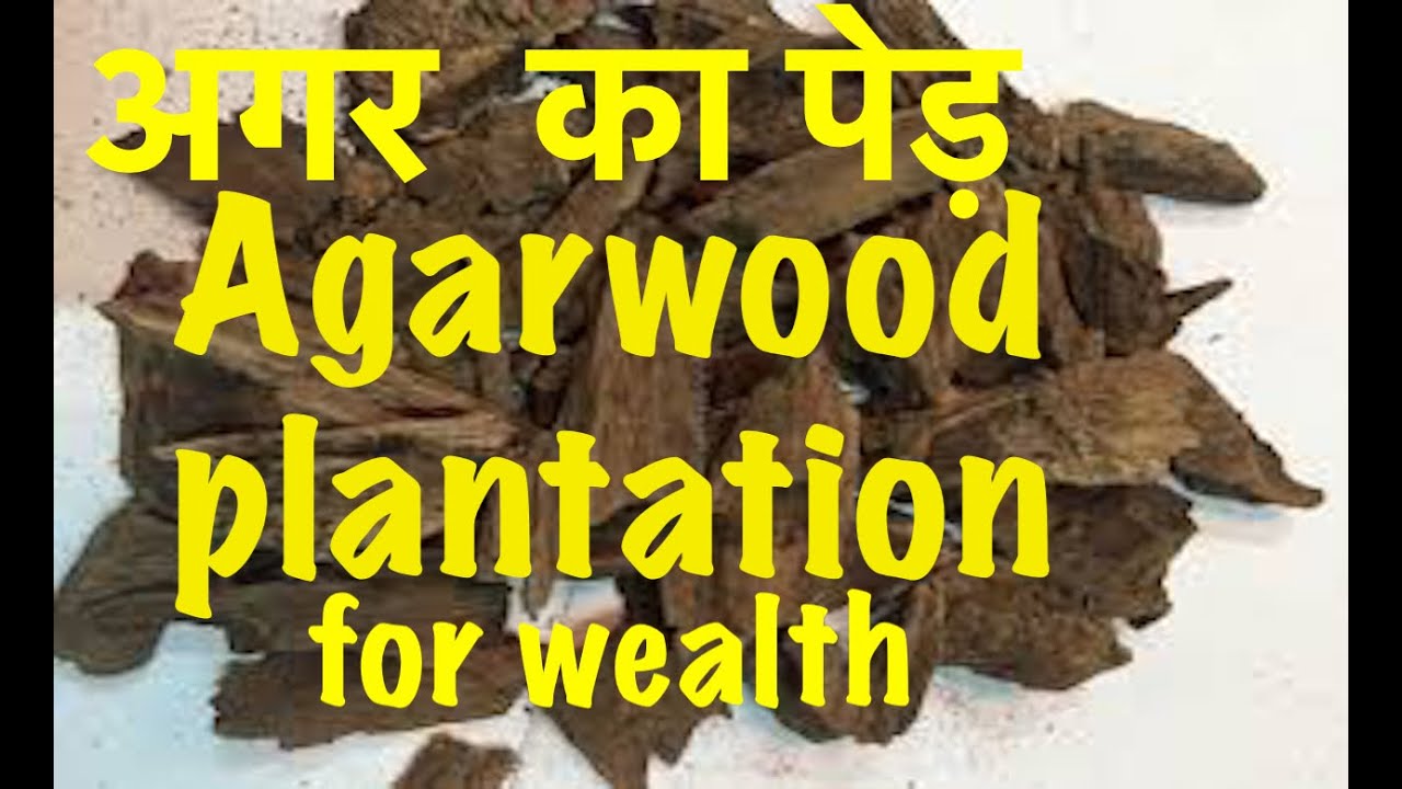 AGARWOOD PLANTATION || GUIDE TO BEGINNER || अगर के पौधे कैसे लगाएँ ...