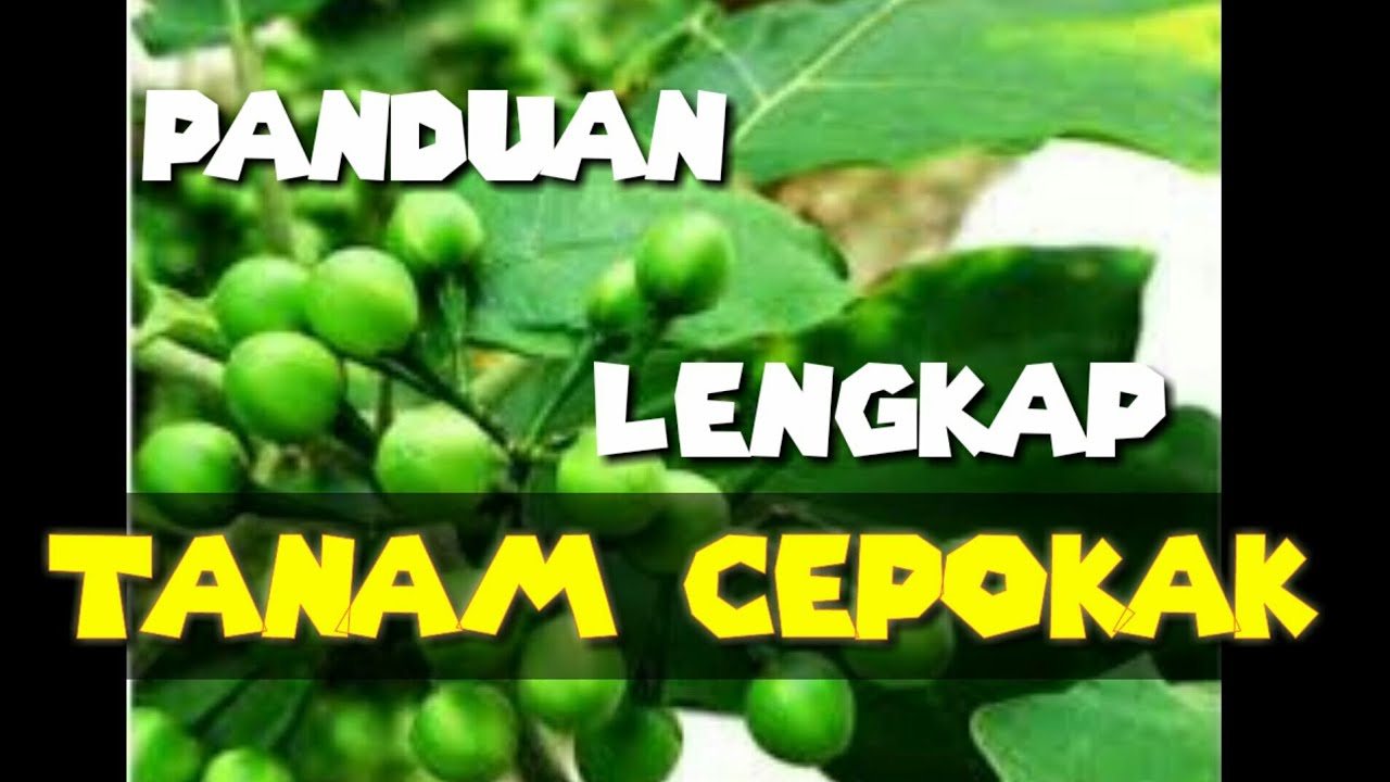 Panduan lengkap cara budidaya tanaman rimbang/cepokak bagi pemula - YouTube