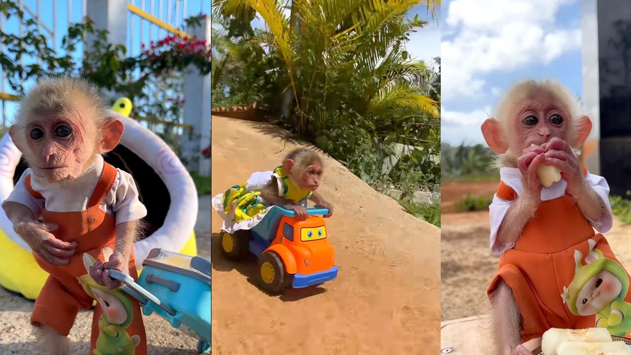 Funniest Monkey Moments – Epic Fails Try Not to Laugh! - YouTube