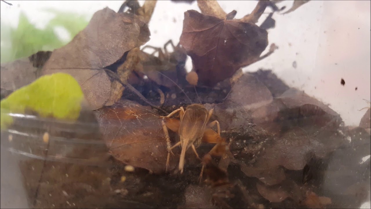 One of our Red fang spiders (Piloctenus haematostoma) stalking its prey ...