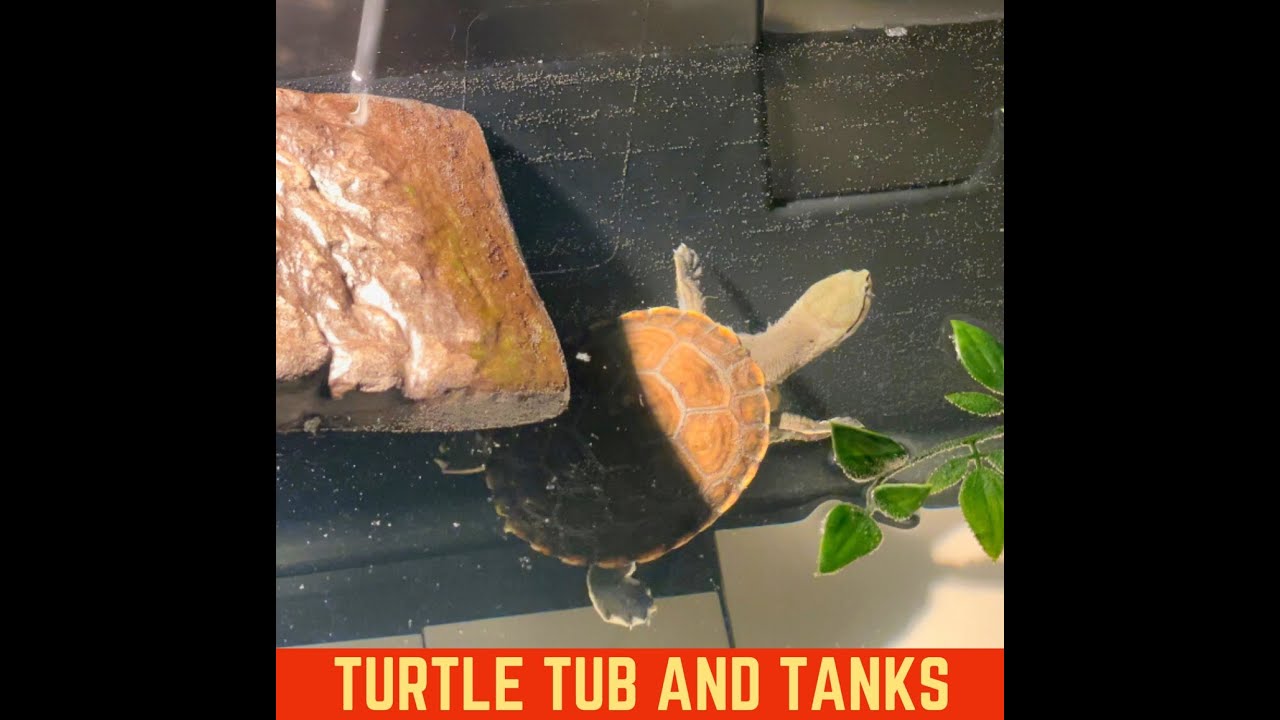TURTLE TUB AND TANK IDEAS - YouTube