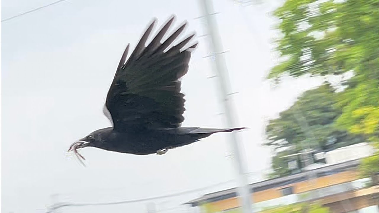 𓄿 2023년 5월 26일 crow carrying a prey ,カラス,까마귀 - YouTube