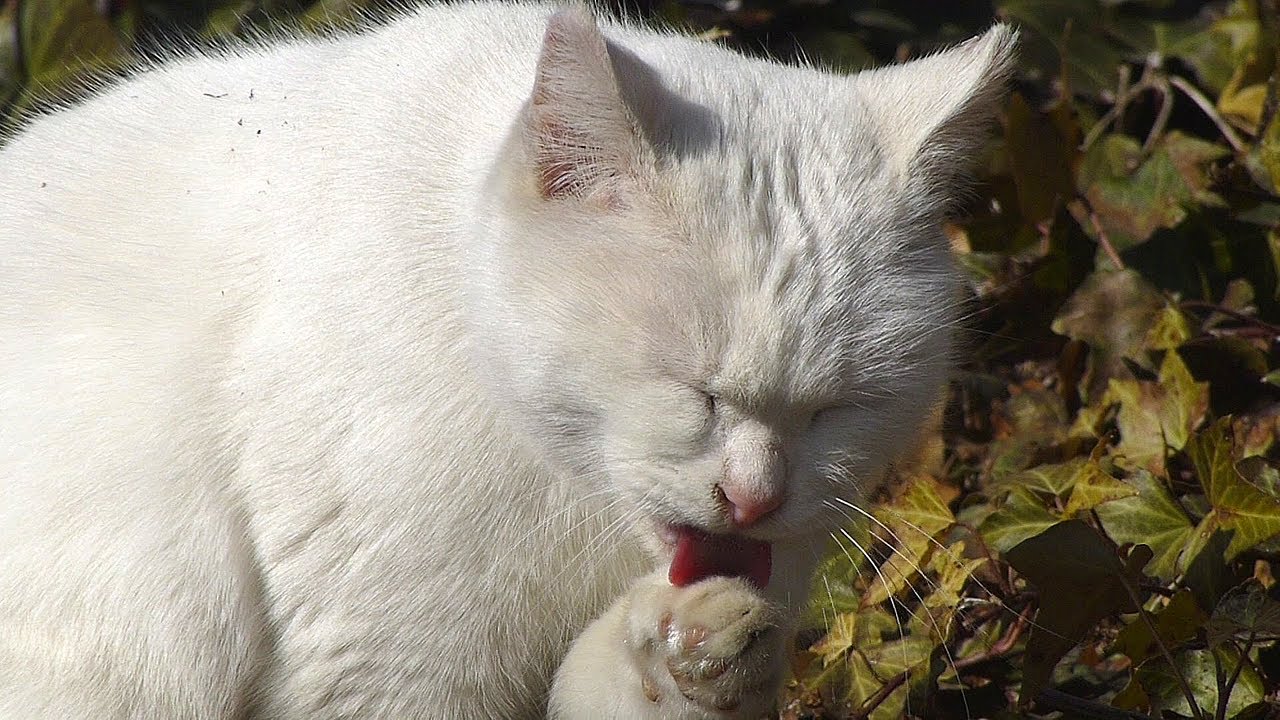 Cute and Funny White Cat Cleaning It's Face! Licking The Paws - YouTube