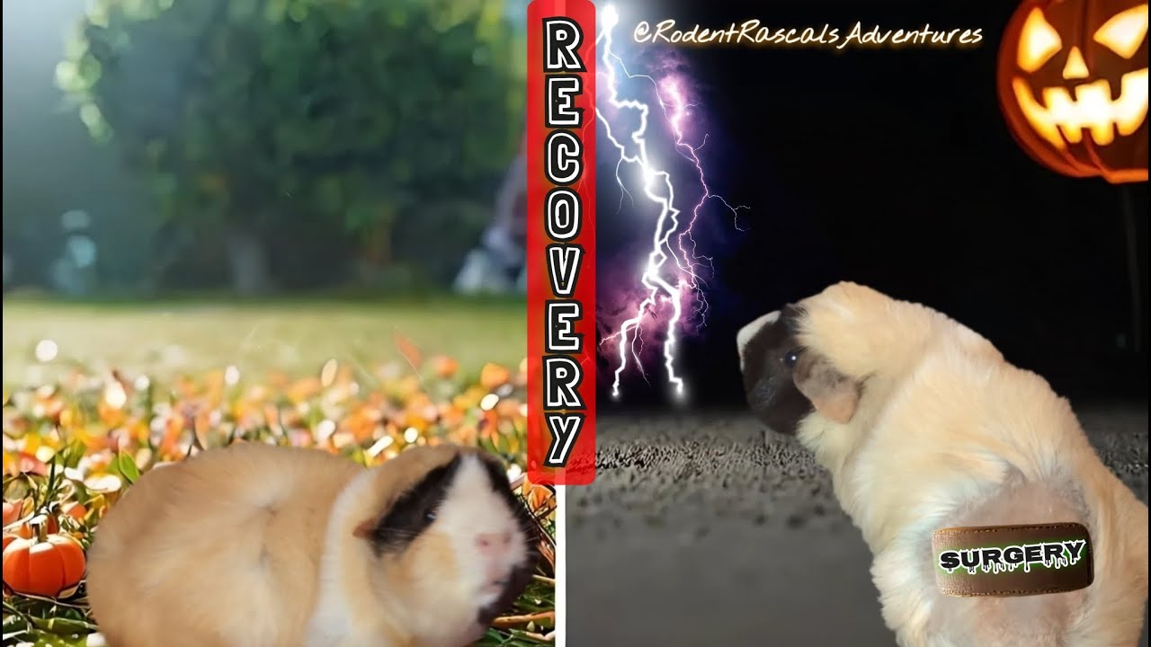 $1,000 SCARY Vet Bill - The Halloween Guinea Pig Health Crisis - YouTube