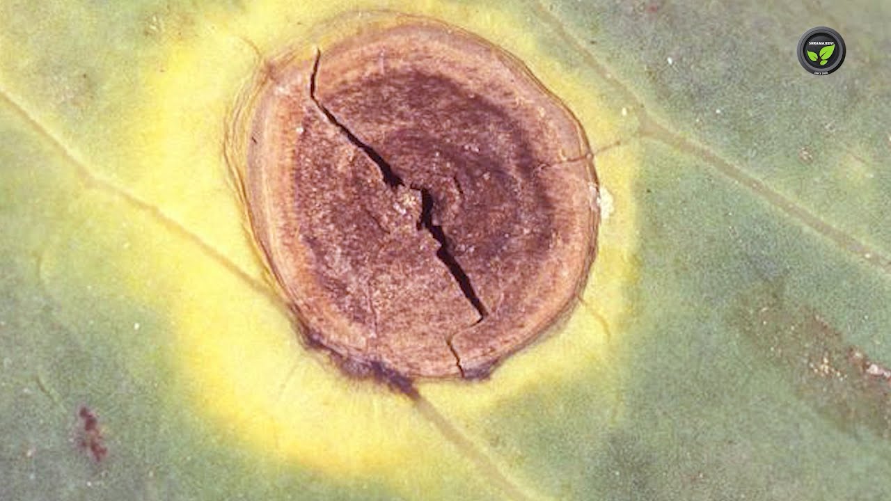 ಎಳ್ಳು ಬೆಳೆಯ ರೋಗಗಳು ಮತ್ತು ನಿಯಂತ್ರಣ - ಡಾ. ಮಹಾಂತೇಶ ಪಾಟೀಲ | Diseases of ...