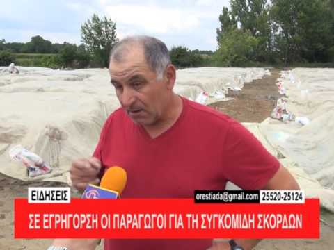 ΣΕ ΕΓΡΗΓΟΡΣΗ ΟΙ ΠΑΡΑΓΩΓΟΙ ΓΙΑ ΤΗ ΣΥΓΚΟΜΙΔΗ ΣΚΟΡΔΩΝ - YouTube