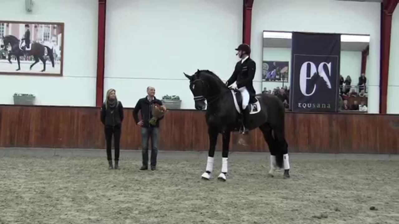 Sir Donnerhall II Helgstrand Dressage Stallion show 2014 - YouTube