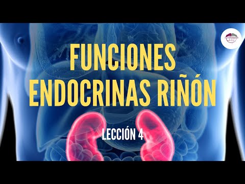 FUNCIONES ENDOCRINAS DEL RIÑÓN - YouTube