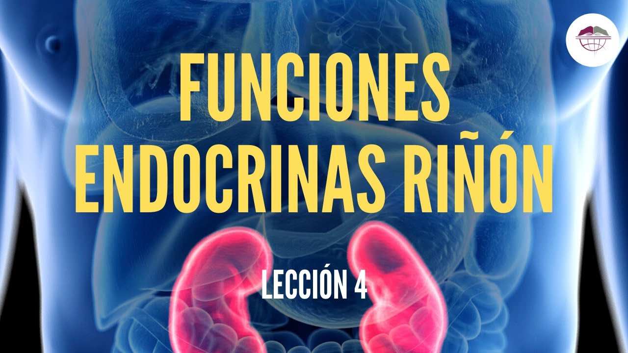 4. FUNCIONES ENDOCRINAS DEL RIÑÓN (FISIOLOGÍA DEL SISTEMA RENAL) - YouTube