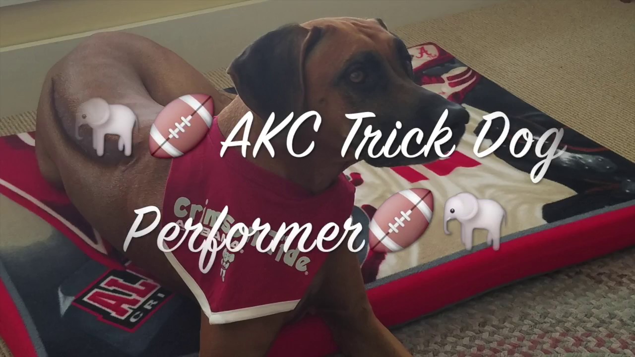 AKC Trick Dog Performer YouTube akc-trick-dog-performer-youtube