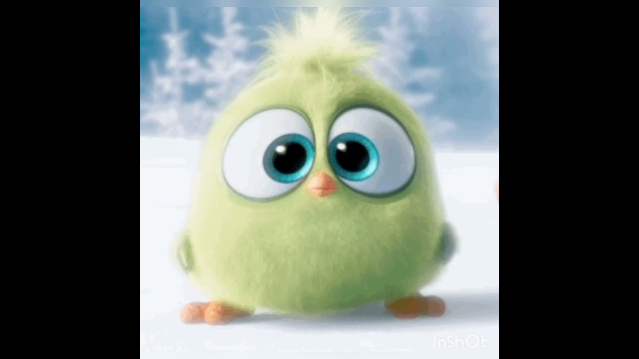Angry birds, cute angry birds, little angry birds - YouTube