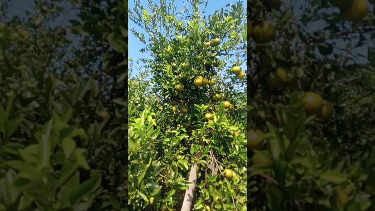 Jeruk Jember,manis - YouTube