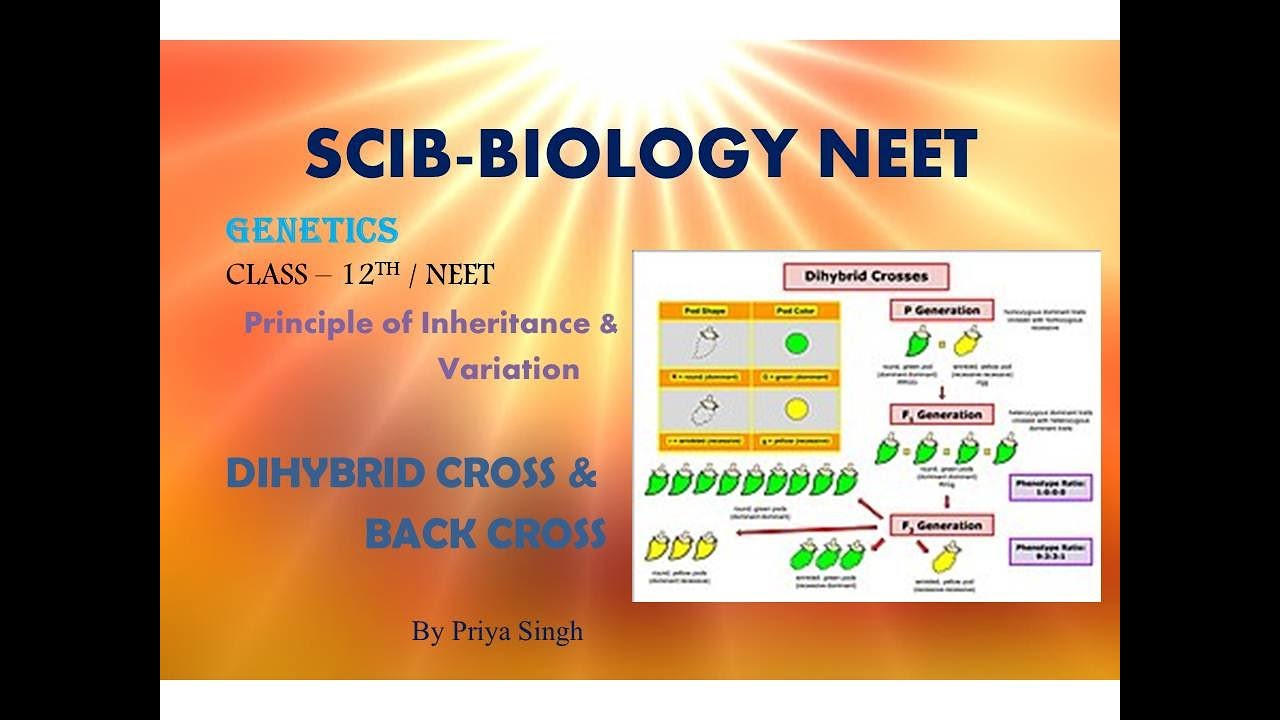 BIOLOGY NEET ll GENETICS ll Dihybrid Cross & Back Cross ll By Priya ...