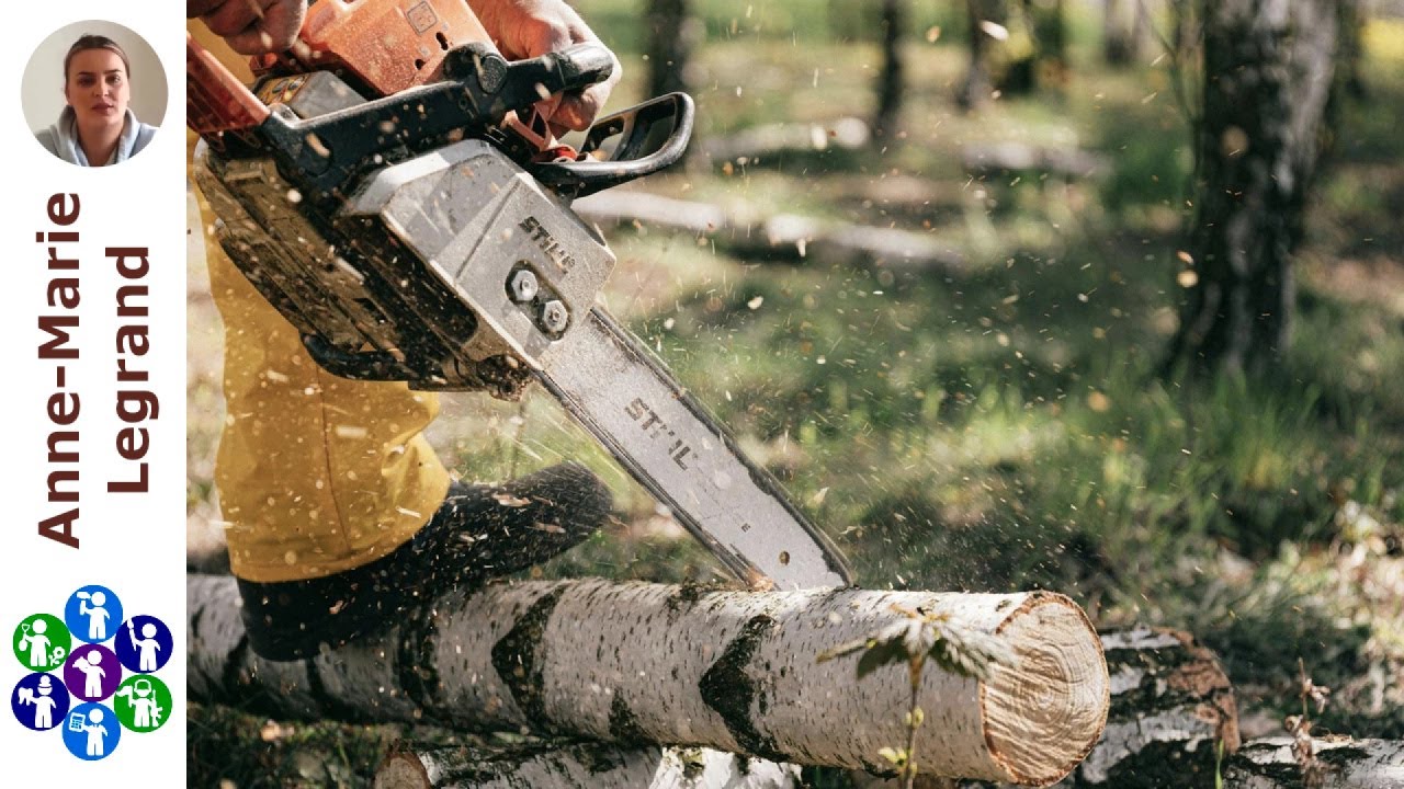 Découvrez le métier de bûcheron : entre passion, défis et nature ...