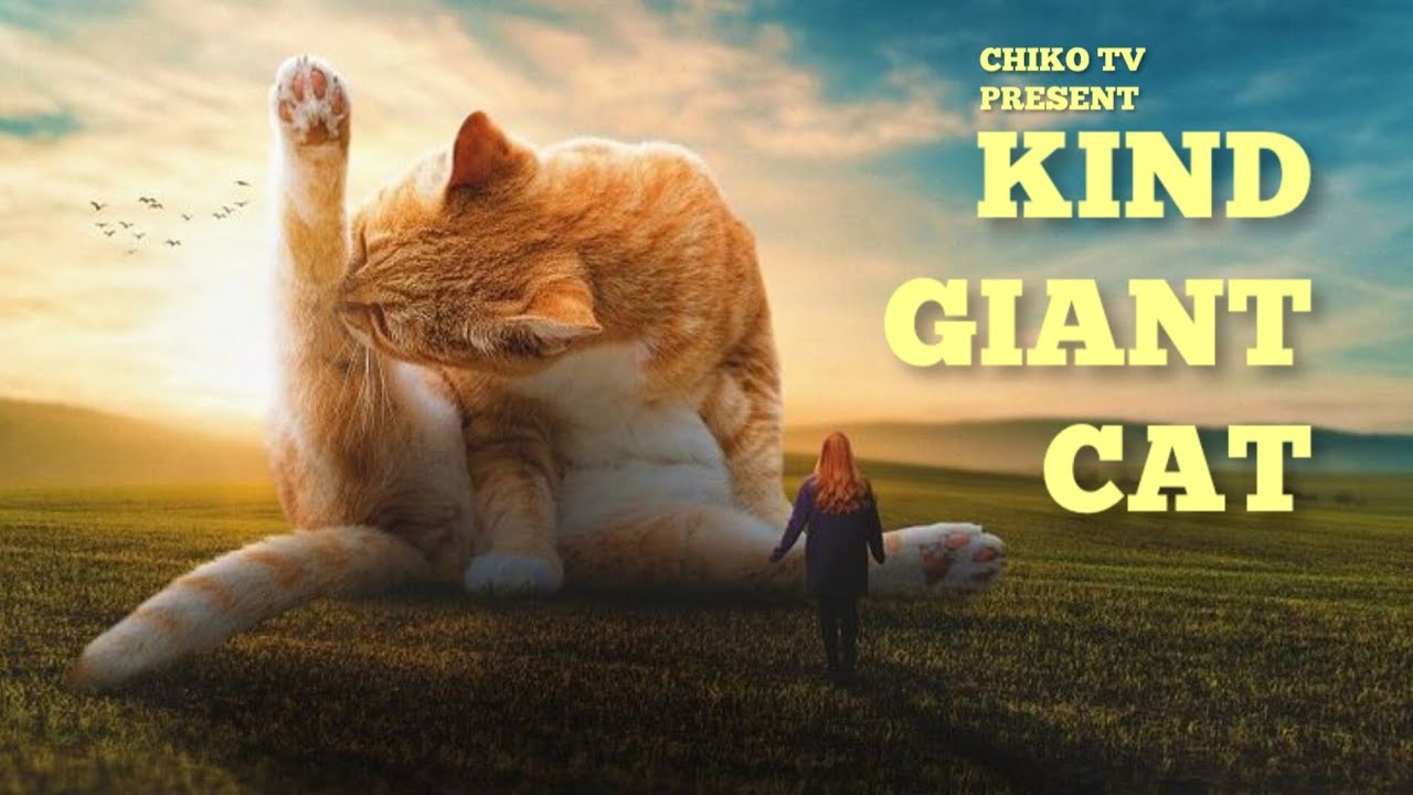 KIND GIANT CAT | #CHIKOTV - YouTube
