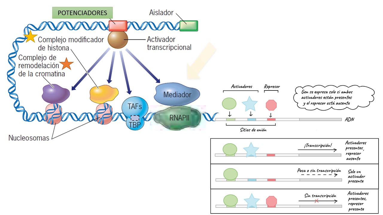 Control de la expresión génica a nivel transcripcional - YouTube
