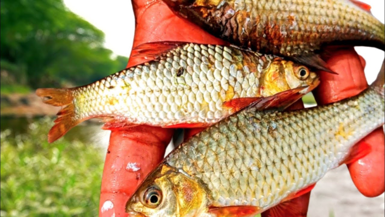 फक्त एक तासात पकडले किती मासे | Fishing In One Hour | Puti Fishing ...