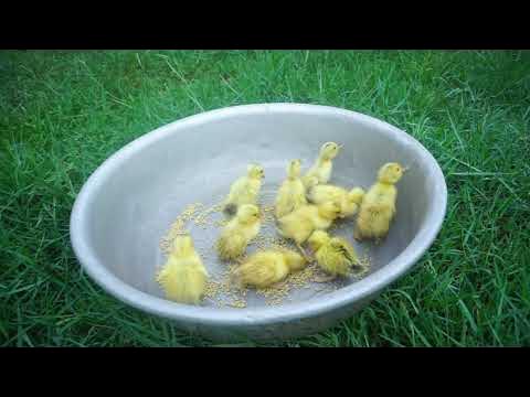 Amazing Take Care For Baby Ducks In The First Life Time / How To Care Baby Ducks First Time ...