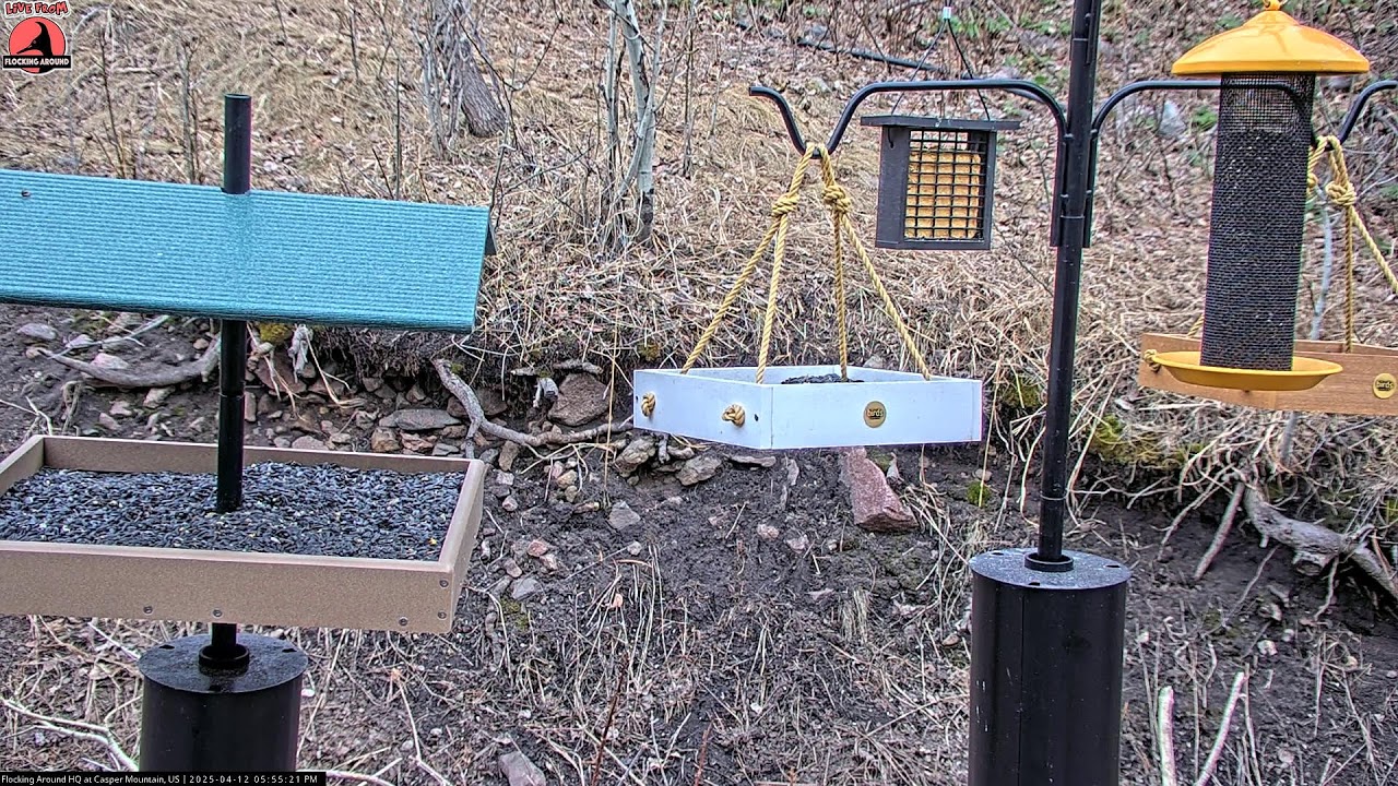 04/12/2025: Backyard Birdwatching Bonanza! Watch the Flocking Around Bird Cam Daily @ 7:00 AM ...