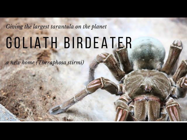 Goliath Tarantula Old Word Vs. New World Tarantulas | Tom's Big
