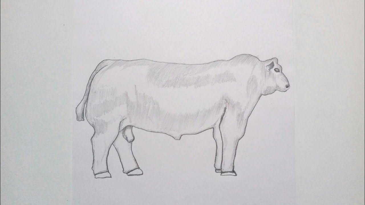How To Draw A Angus Bull | Easy Bull Drawing Step By Step With Pencil ...