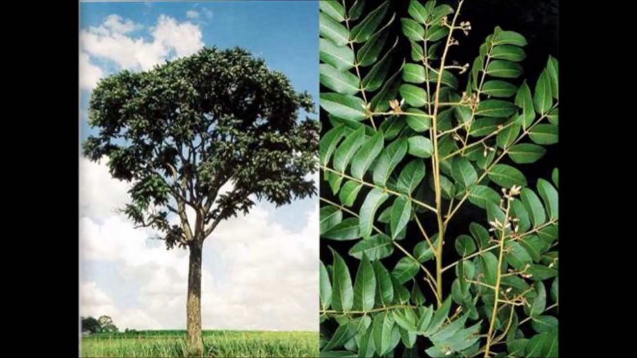 Cedro Rosa - YouTube