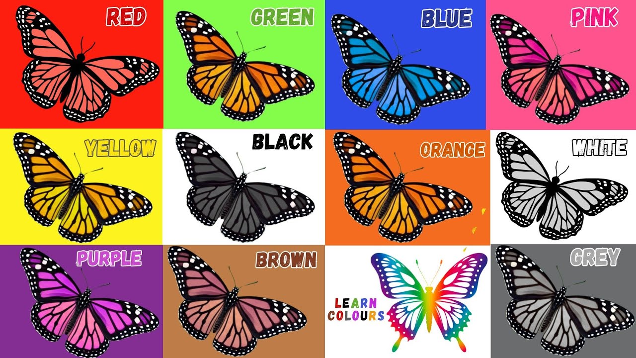 "Let's Learn Colors!" | Red, Blue, green,yellow|Color Vocabulary |We ...
