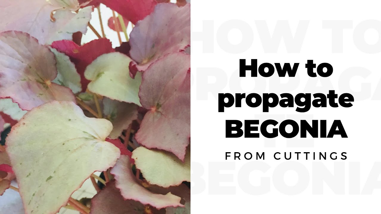 HOW TO CARE Begonia | Begonia Martin Mystery | Propagate from cuttings ...