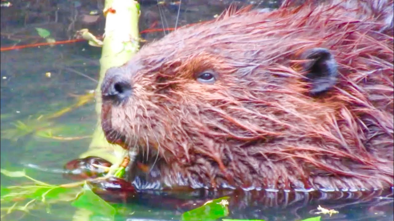 Extreme Close Up on a BEAVER - YouTube