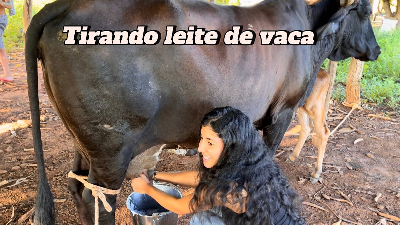 TIRANDO LEITE DE VACA| será se deu bom? - YouTube