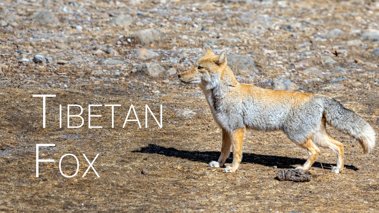 A Tibetan Fox in the Himalayas. China's Wildlife. - YouTube