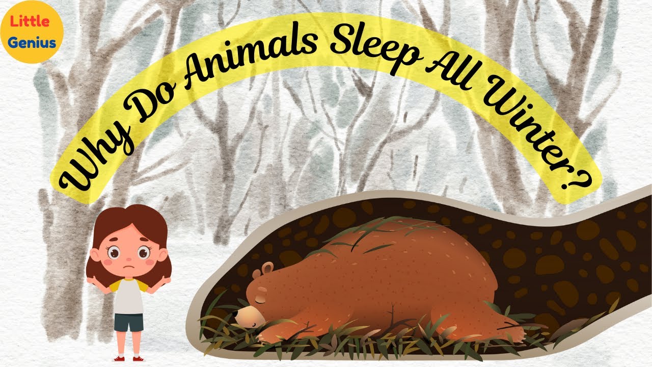 Why Do Animals Hibernate? The Surprising Truth Behind Winter Sleep ...