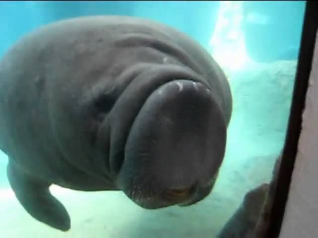 Manatee Bumps Into Glass